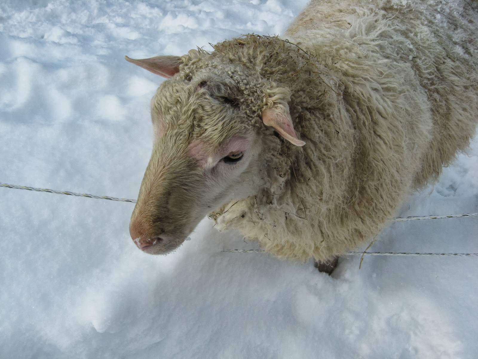 Raising Finnsheep : Two Reasons to Love Finnsheep!