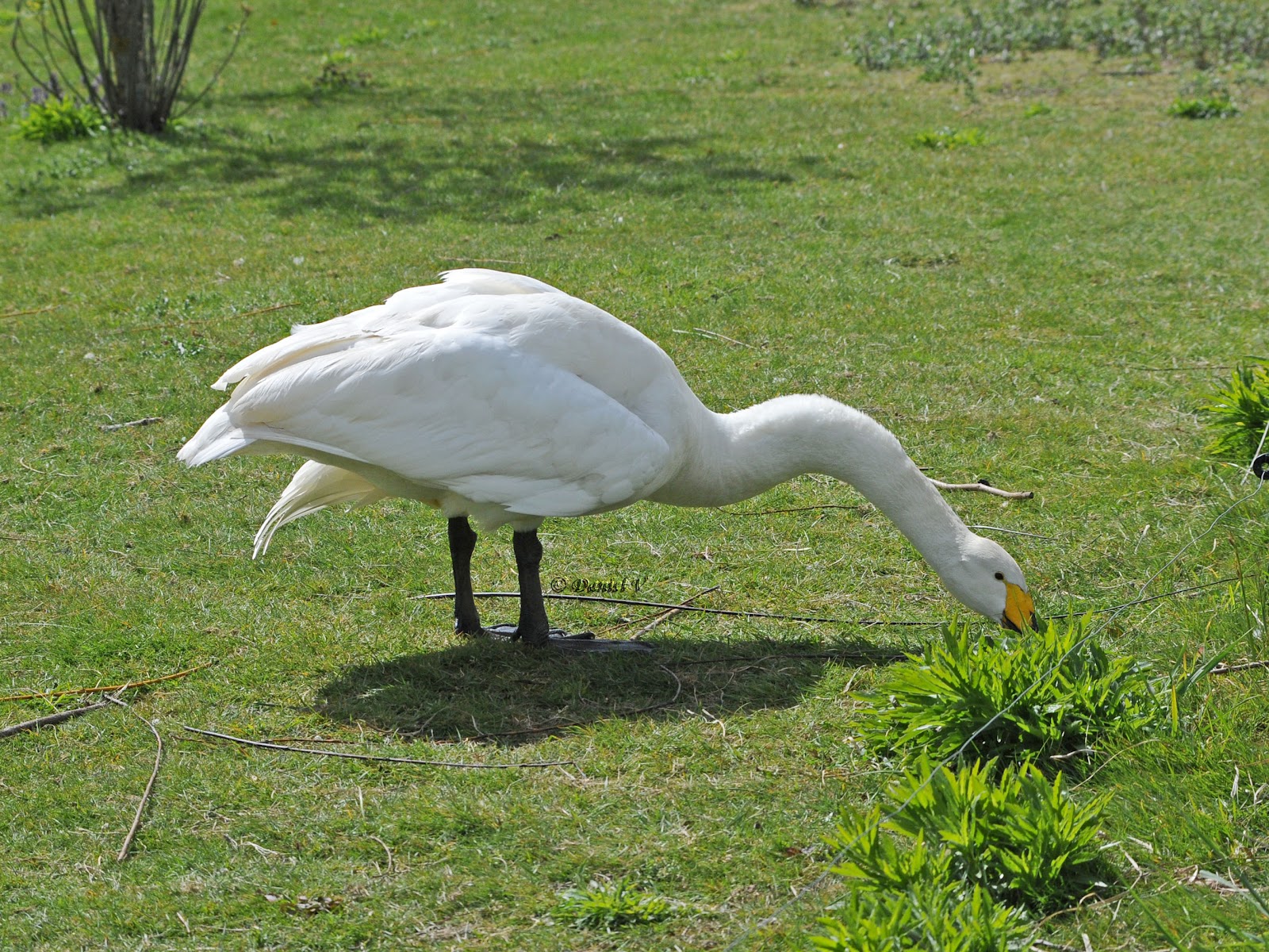 Les oiseaux du 27: Le Cygne sauvage, ou cygne chanteur, Cygnus cygnus