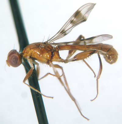 Variety of Life: Schizophora