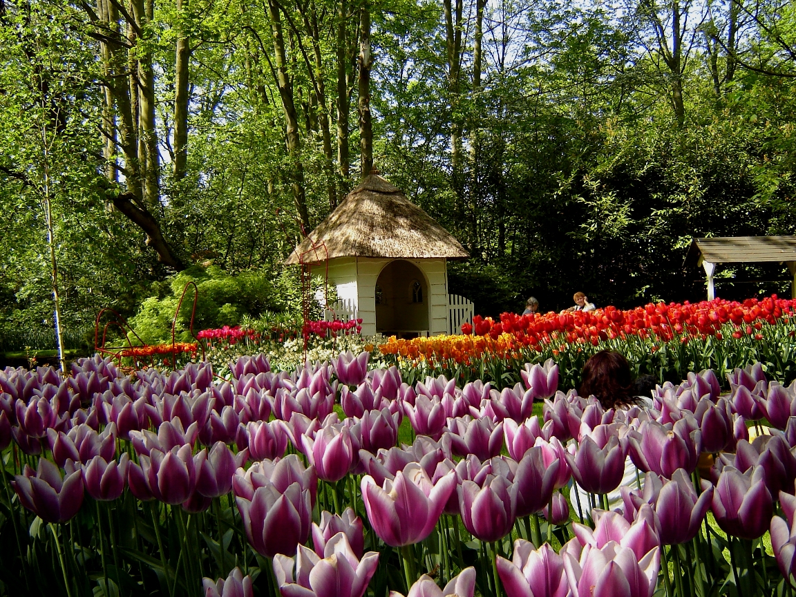 Organizer Marthinhasol Manaus: Keukenhof - Holanda