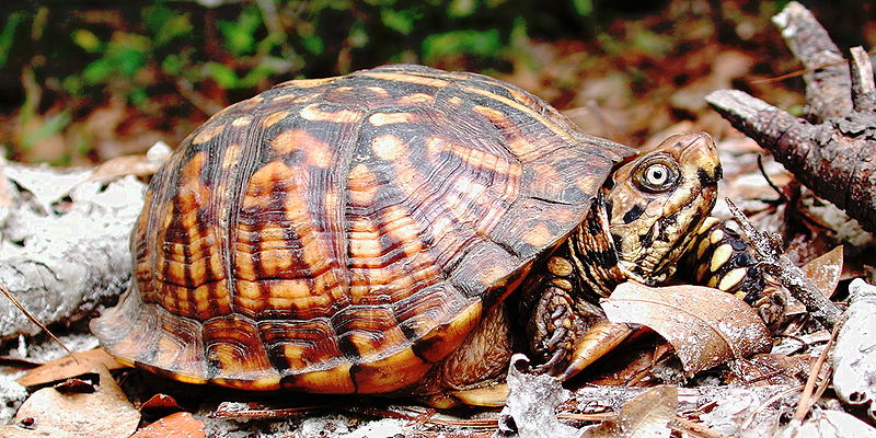 Turtle Pictures: Eastern box turtle - Terrapene carolina carolina