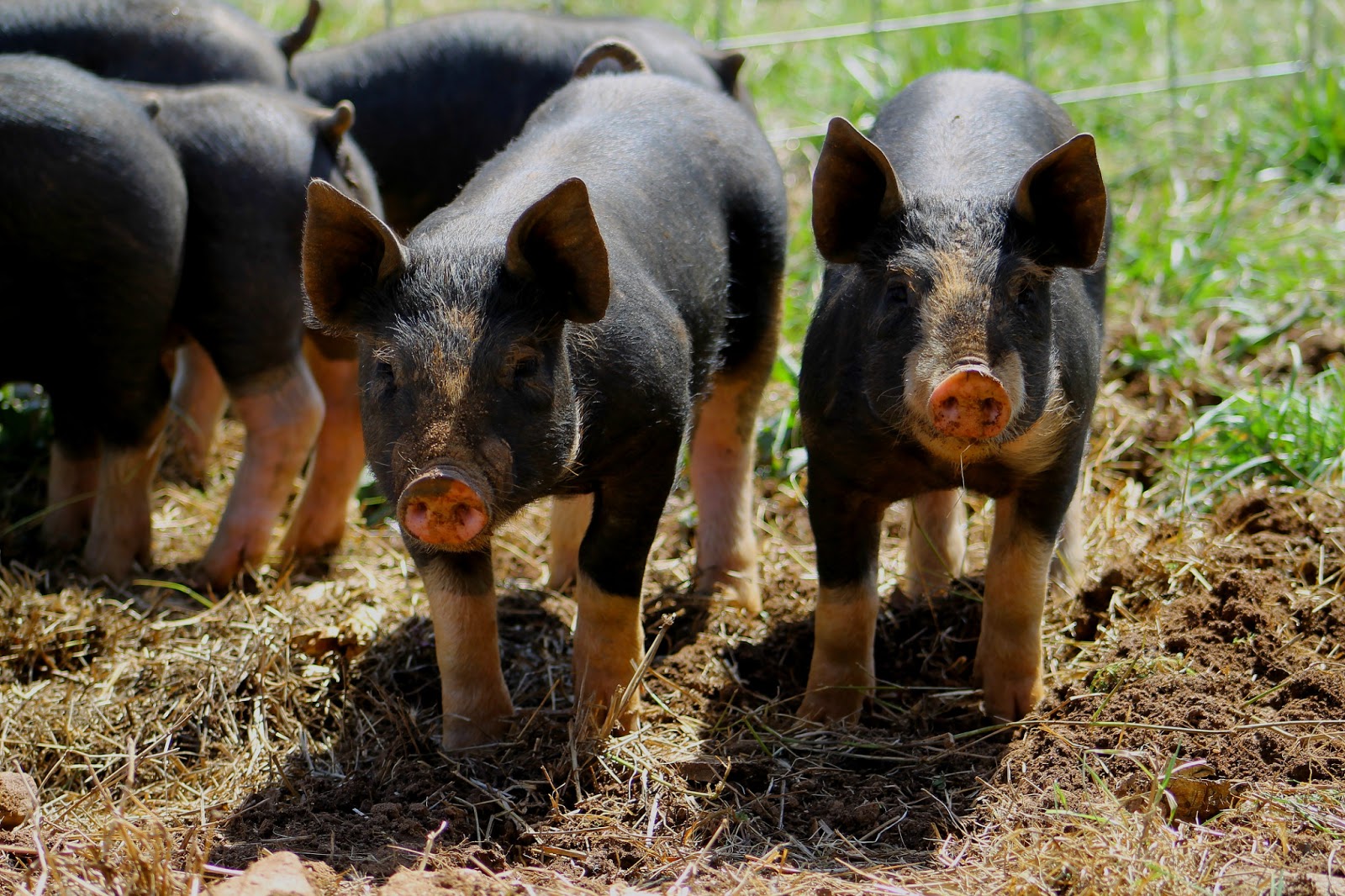 Farm & Family: Pig wrangling 101