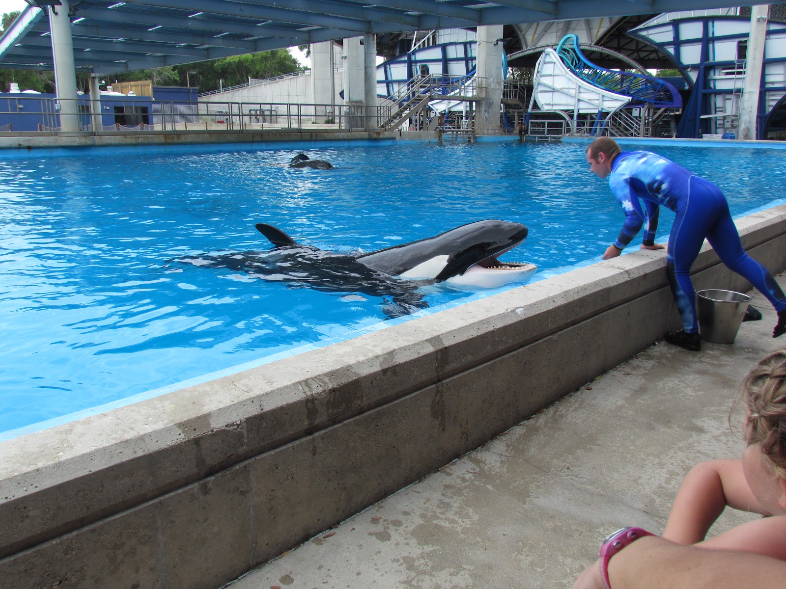 The Nelsons: Sea World - Shamu