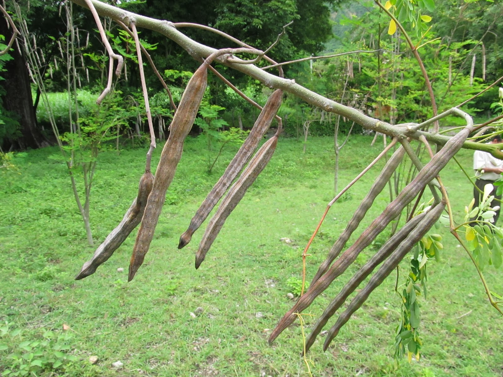 Investigación Moringa (Moringa oleifera) Universidad del Tolima ...