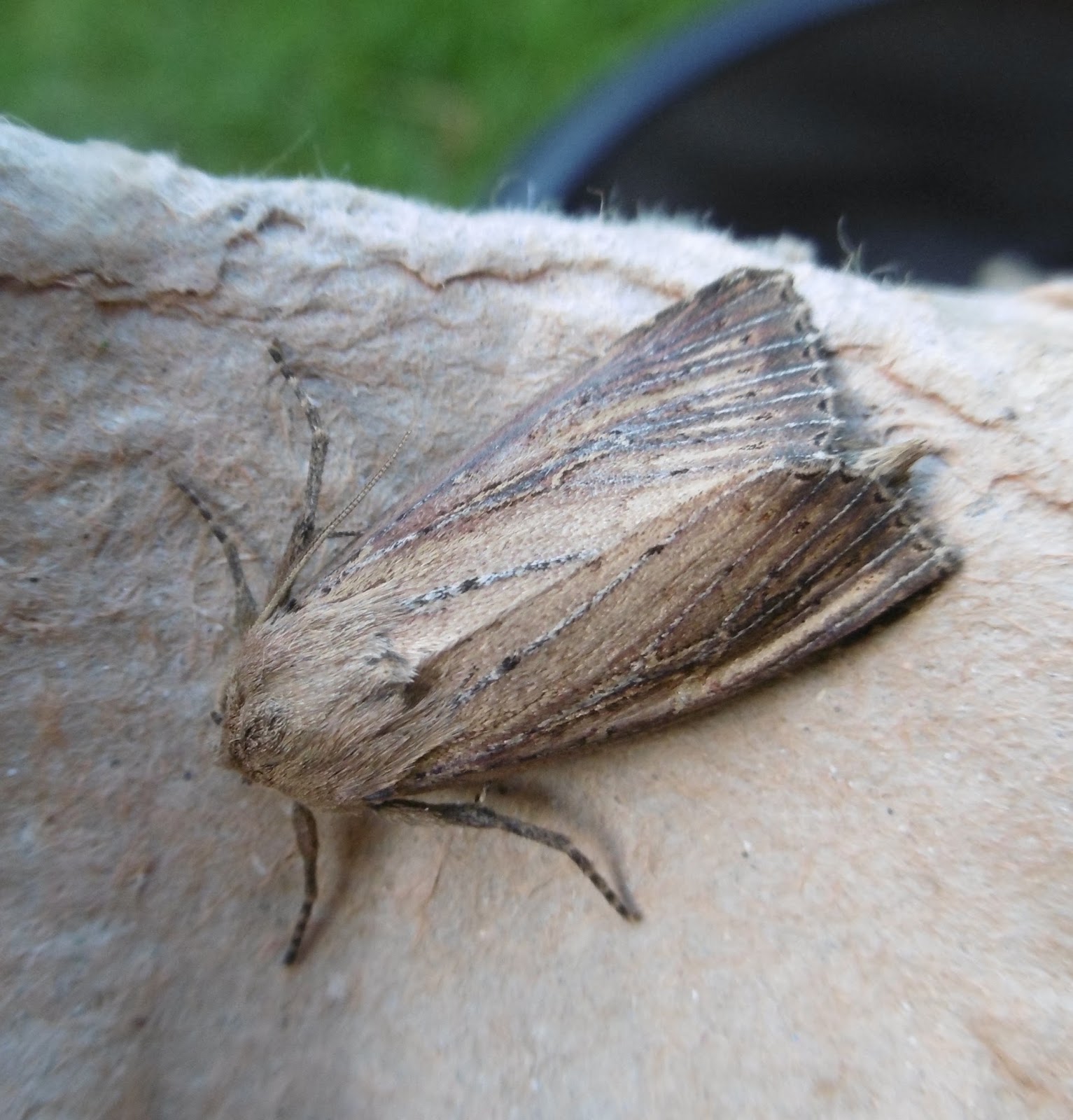 Martin's Moths: The Moses moth