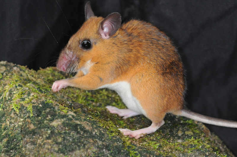 Live wildlife!: Perlis State Park 120505