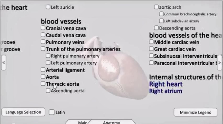 PolyBrain: Cat heart anatomy...WITH SLICING!