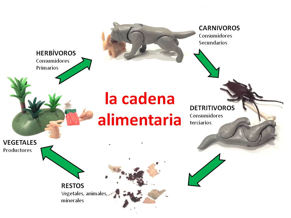 Cadena Alimenticia De Herbívoros