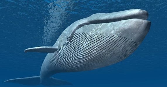 Quels sont les types de baleines? | Beetzer