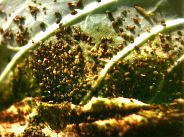 Living with Nature - School on Blog by Dr. Abercio V. Rotor: Folk ...