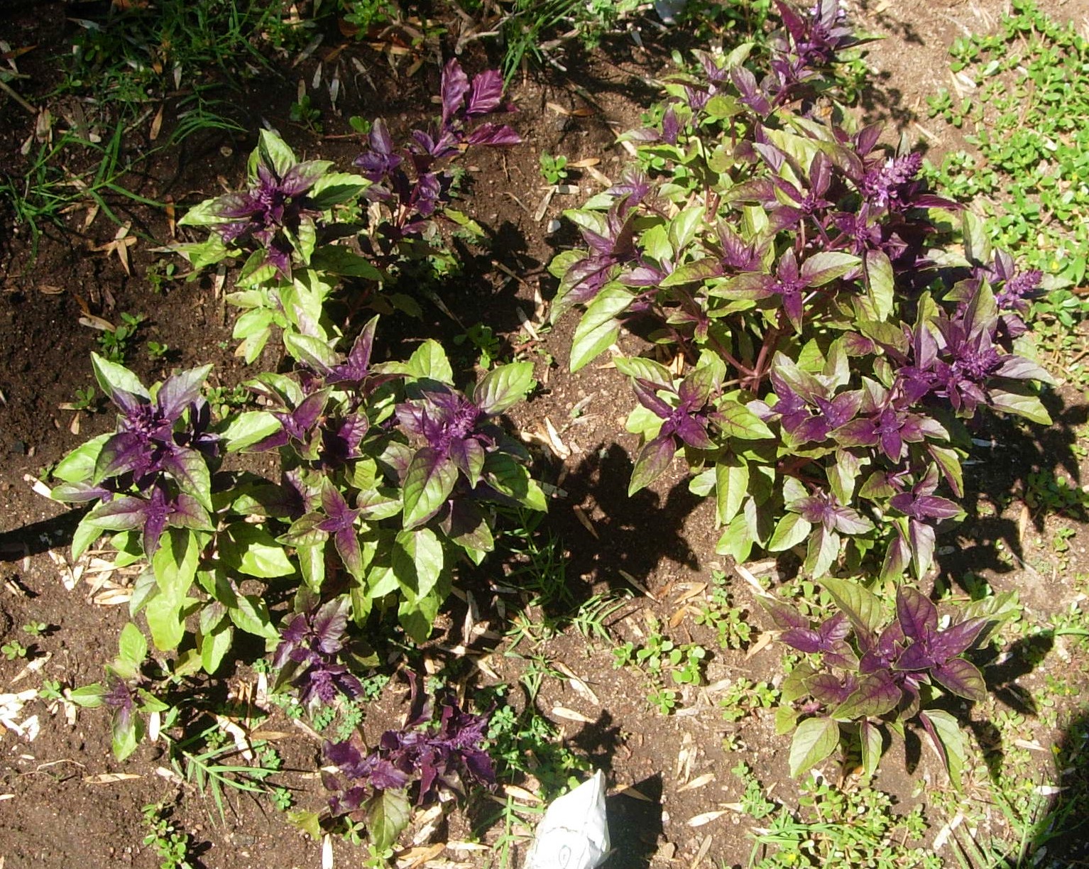 A Table For Rue, Please: From Garden to Freezer, Tomatoes and Stuffed ...