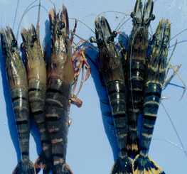 \ Yellow Head Disease (YHD)