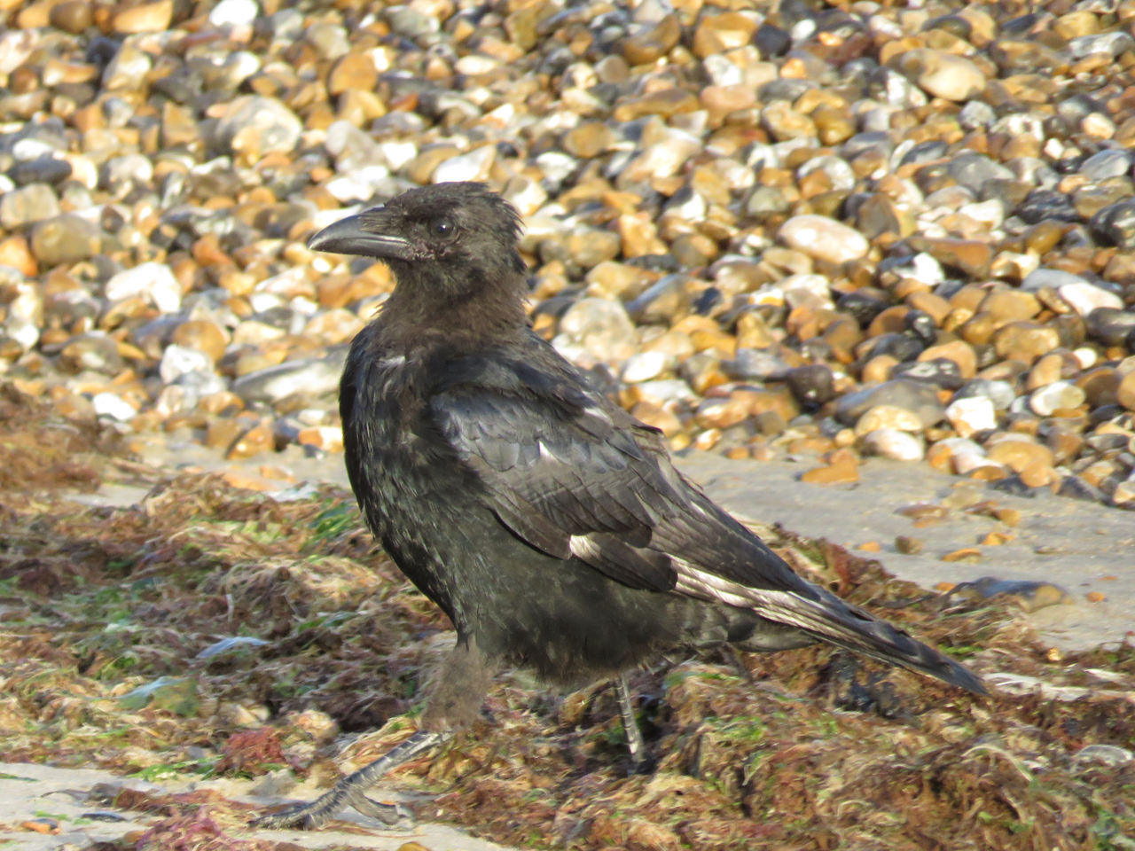 The Rattling Crow: 2016