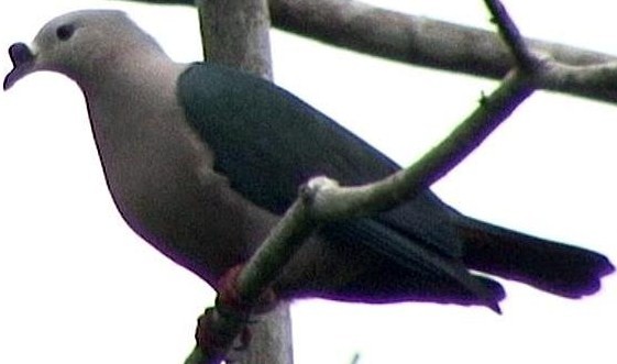 Tongan Tropical Moist Forests: Avifauna