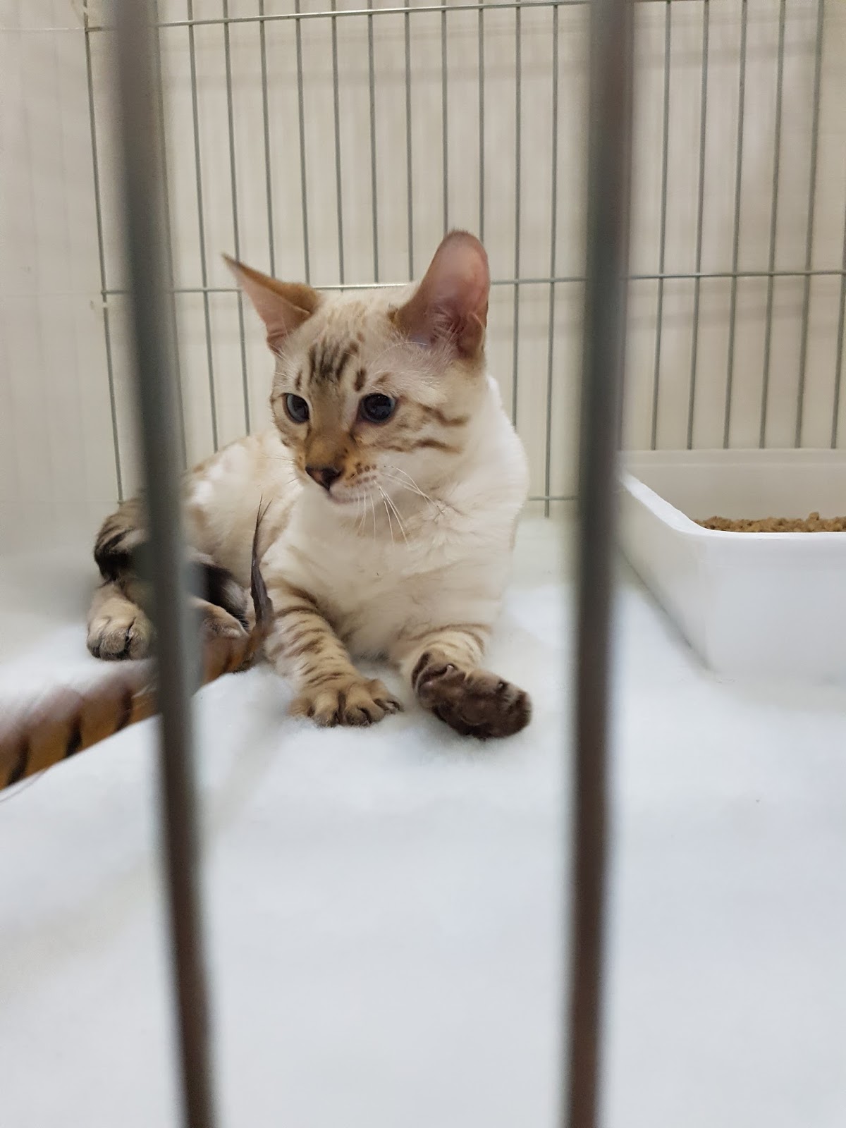 Team Stokey: Our First Cat Show