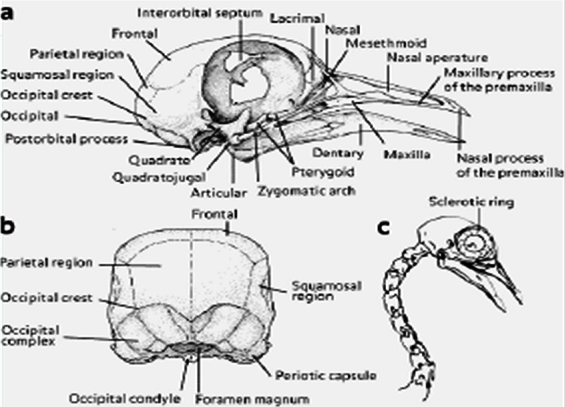 Anatomia Veterinária II - UFV 2012: Anatomia das Aves