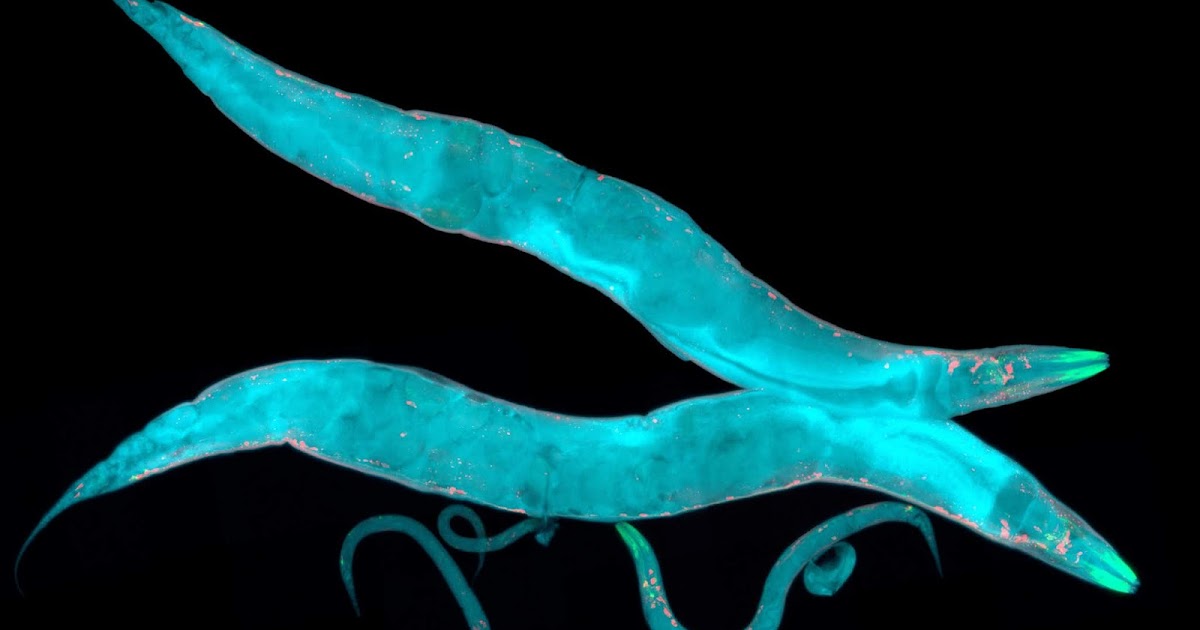 eScienceCommons: Machine learning used to understand and predict ...