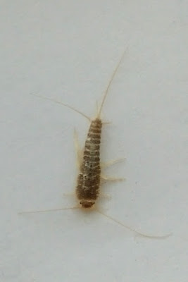 Singapore Wild Animals: Silverfish