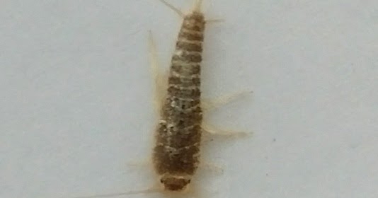Singapore Wild Animals: Silverfish