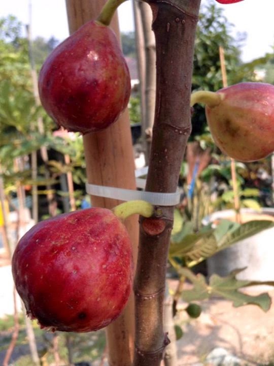 Figs Photo Collection Around the World: Figs SULTANE and ROSSA ITALIANO