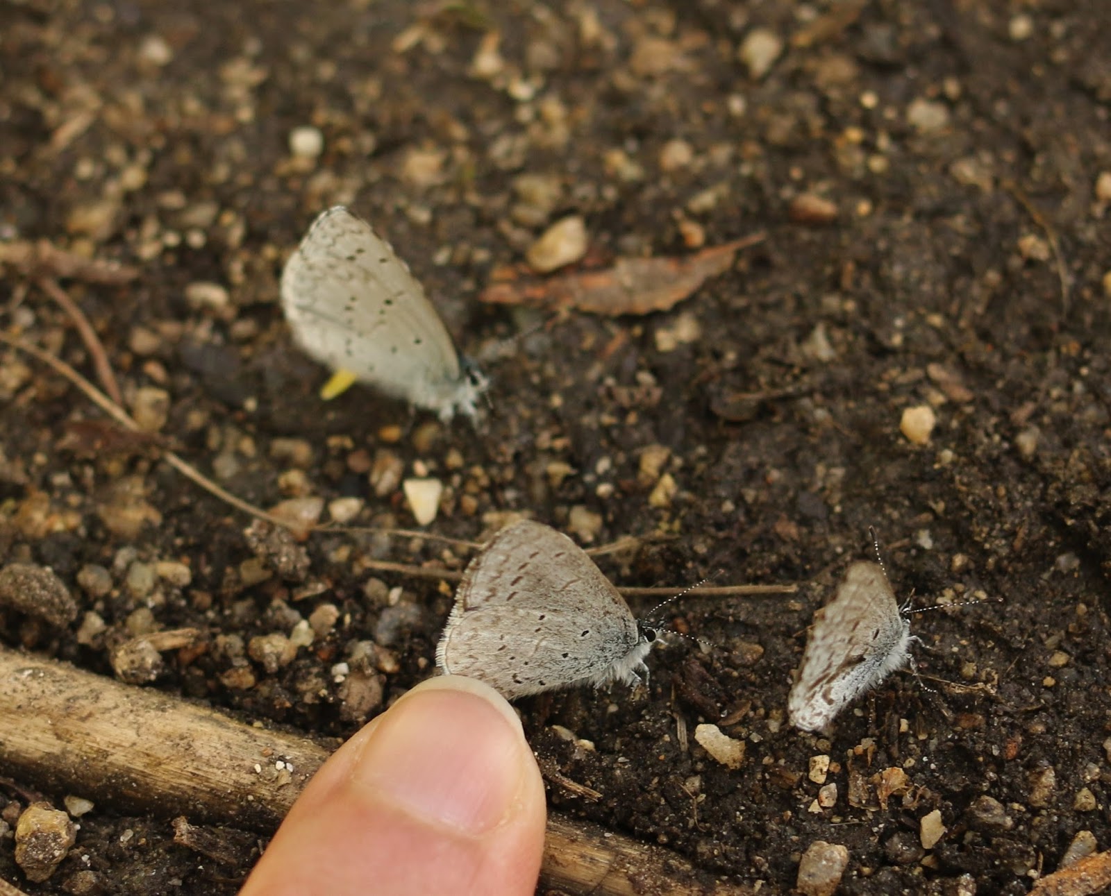 Nomadic Newfies: File Mile-Watchman-Three Bears Loop Near Boise