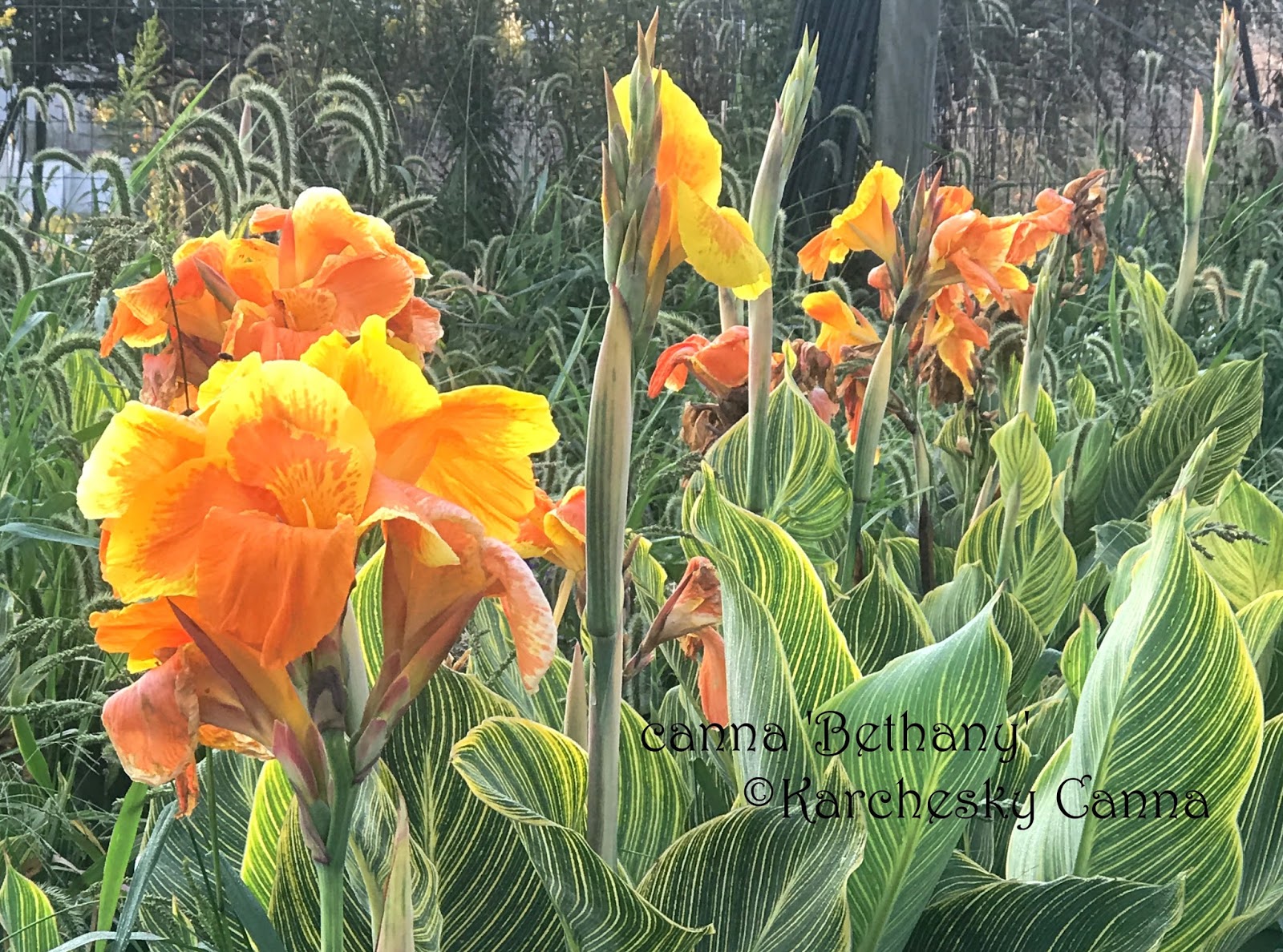Karchesky Canna~Canna Blog