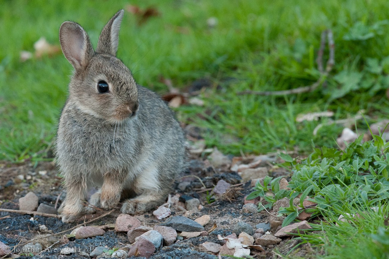 Royal Wedding giveaway results! • Jo Avery - the Blog