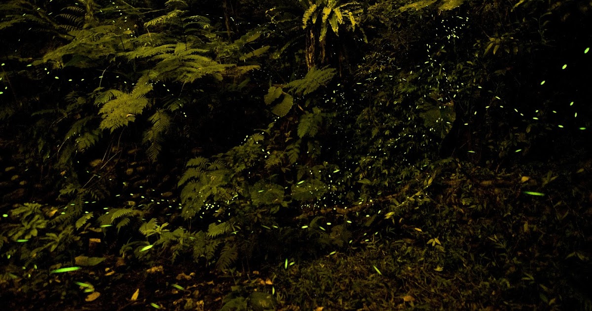 Fireflies | Travel Taiwan