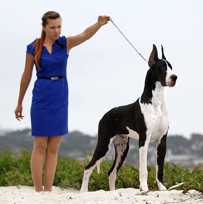 Positive Training for Show Dogs: 2016