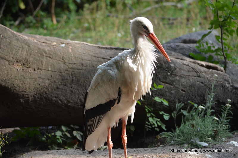 Beautiful birds at Copenhagen Zoo, Denmark - eNidhi India Travel Blog