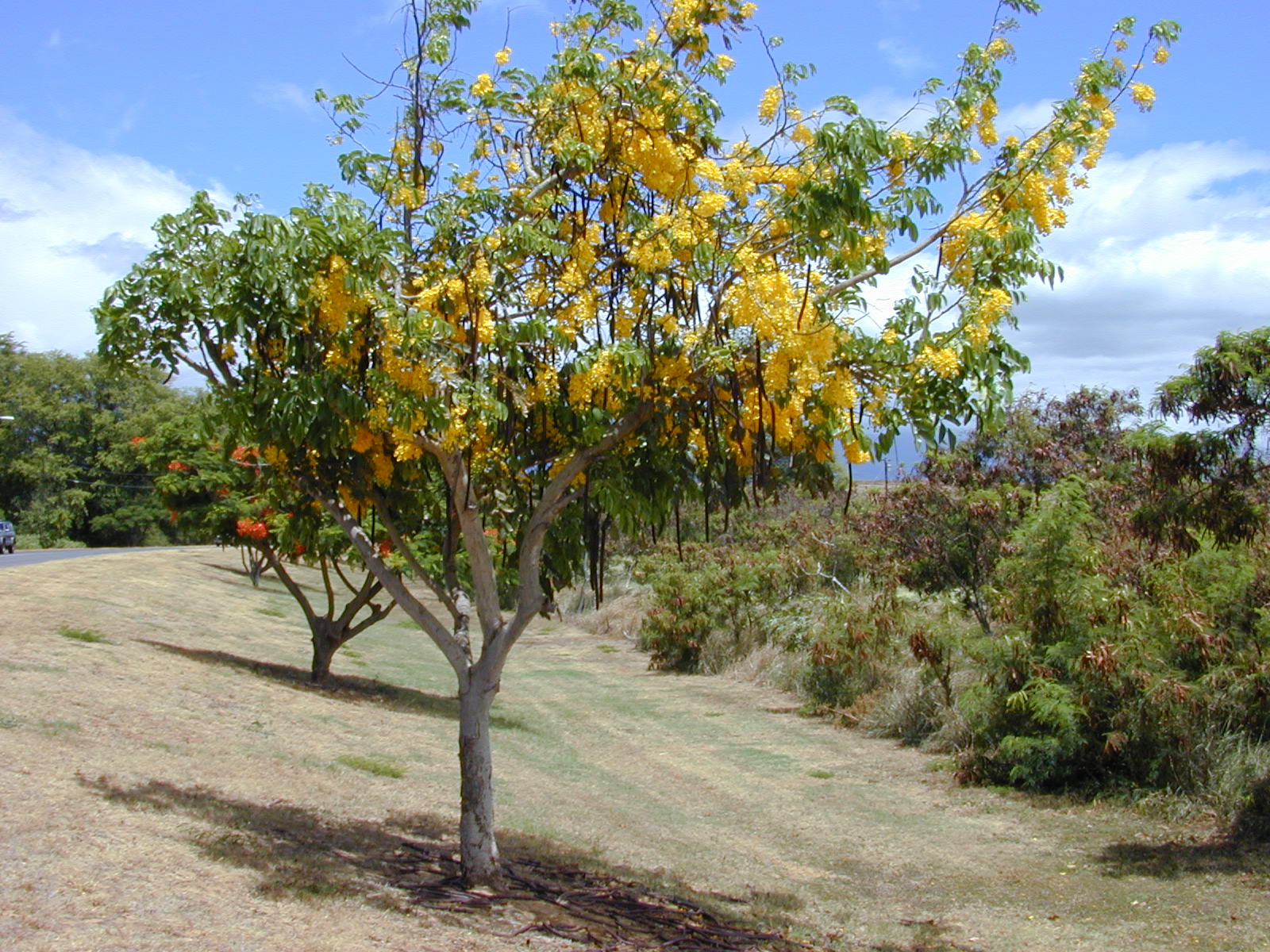 Mound House Happenings...: "Plants in Profile" #1 - #11