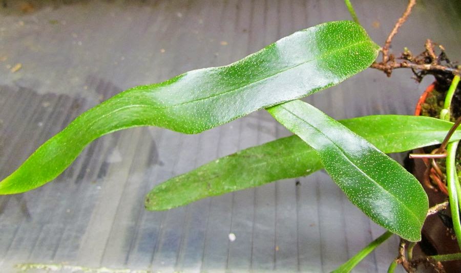 Pleurothallidinae: Microgramma nitida