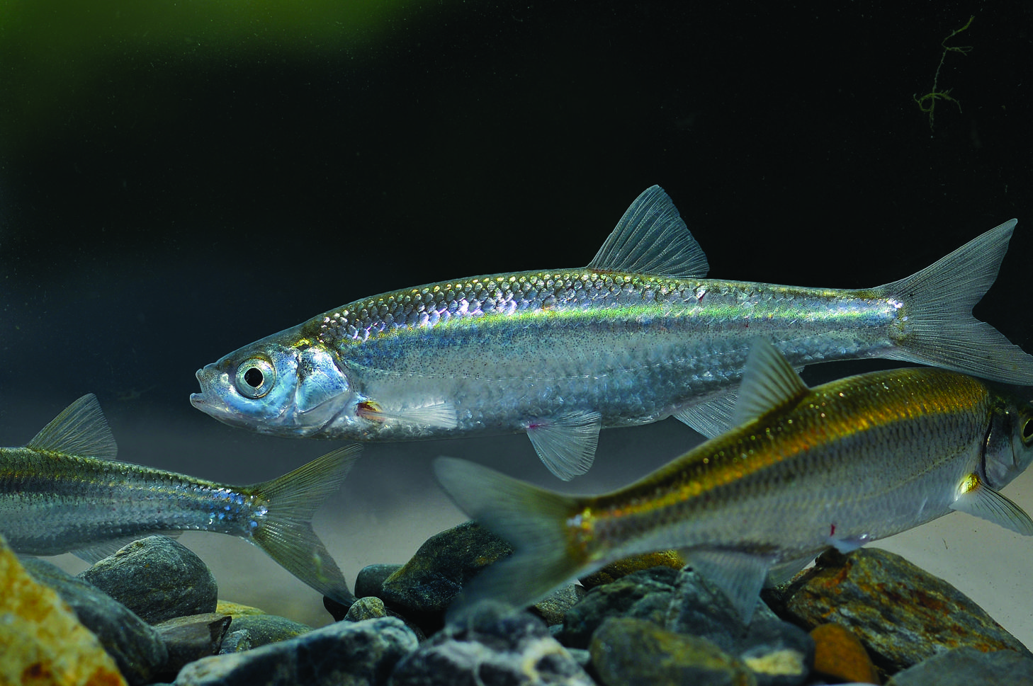 Real Monstrosities: Call Forth the Hallowe'en Horrors