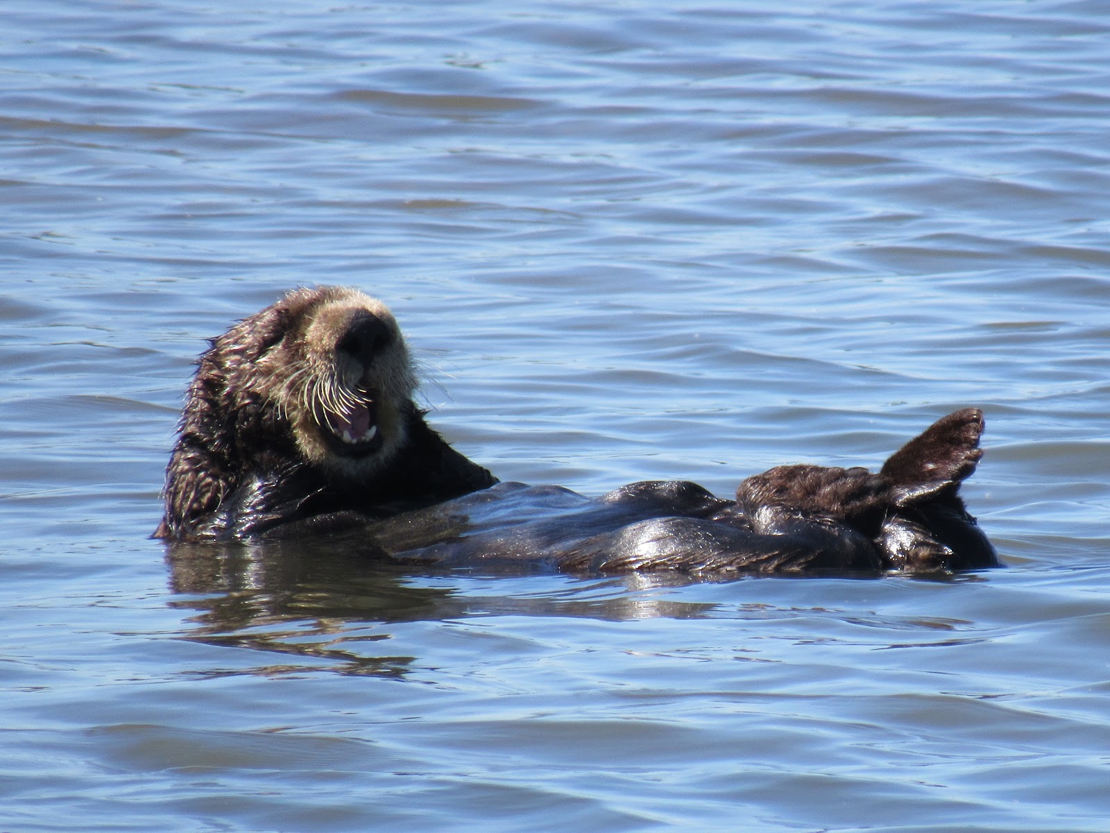Celebrate A Conservation Success Story During Sea Otter Awareness Week!