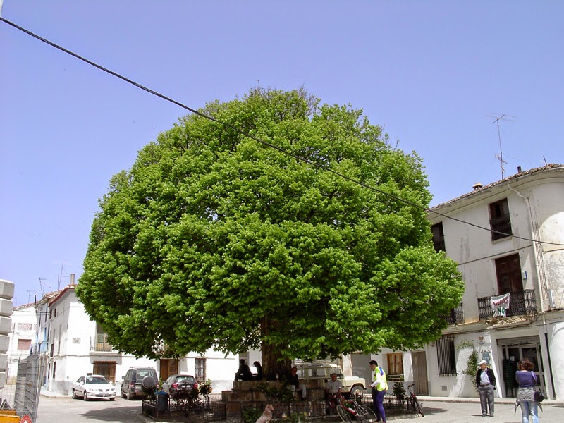 Los beneficios saludables del Olmo | saluddatos