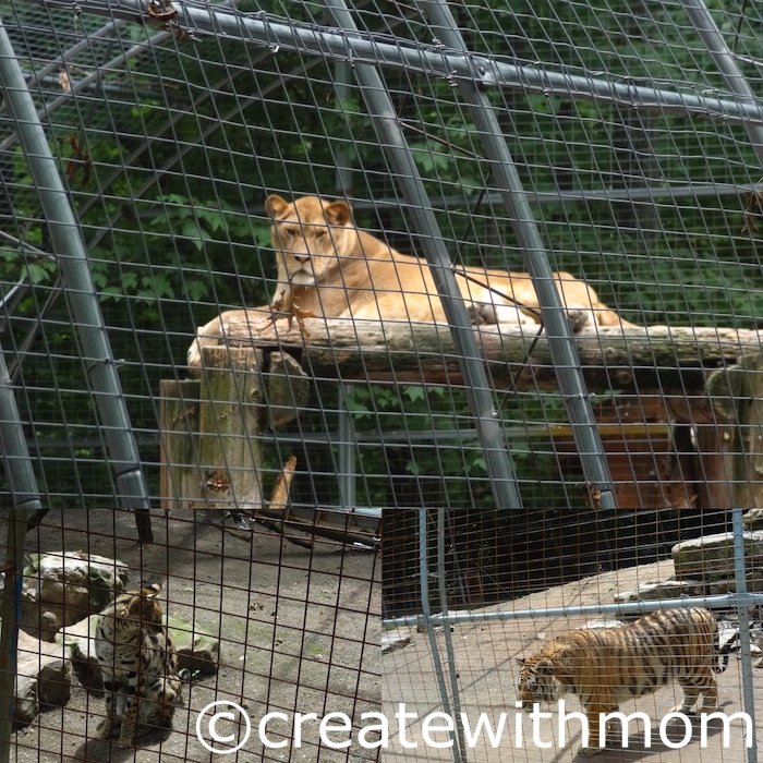 Create With Mom: Safari Niagara