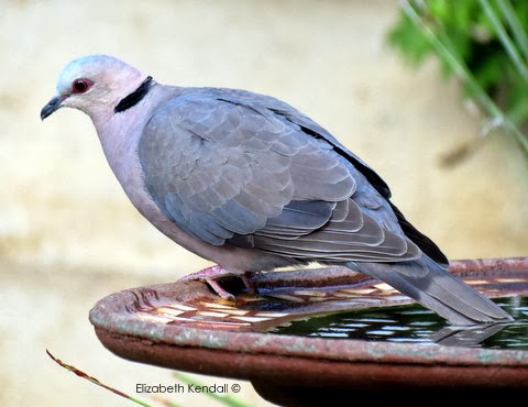 Kreatiewe Joernaal: kransduif