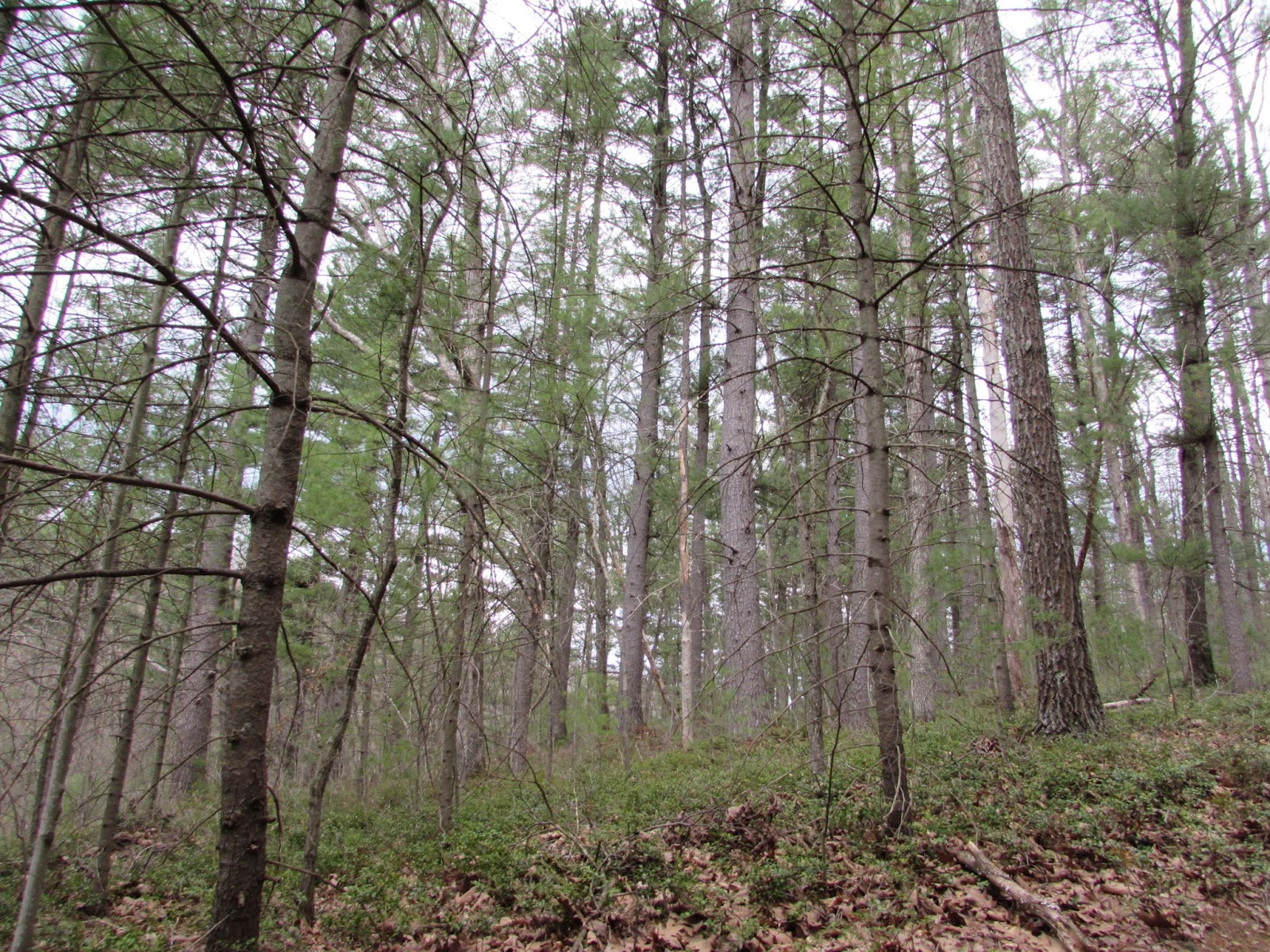 One of the World's Oldest Organisms: Hoverter & Sholl Box Huckleberry ...