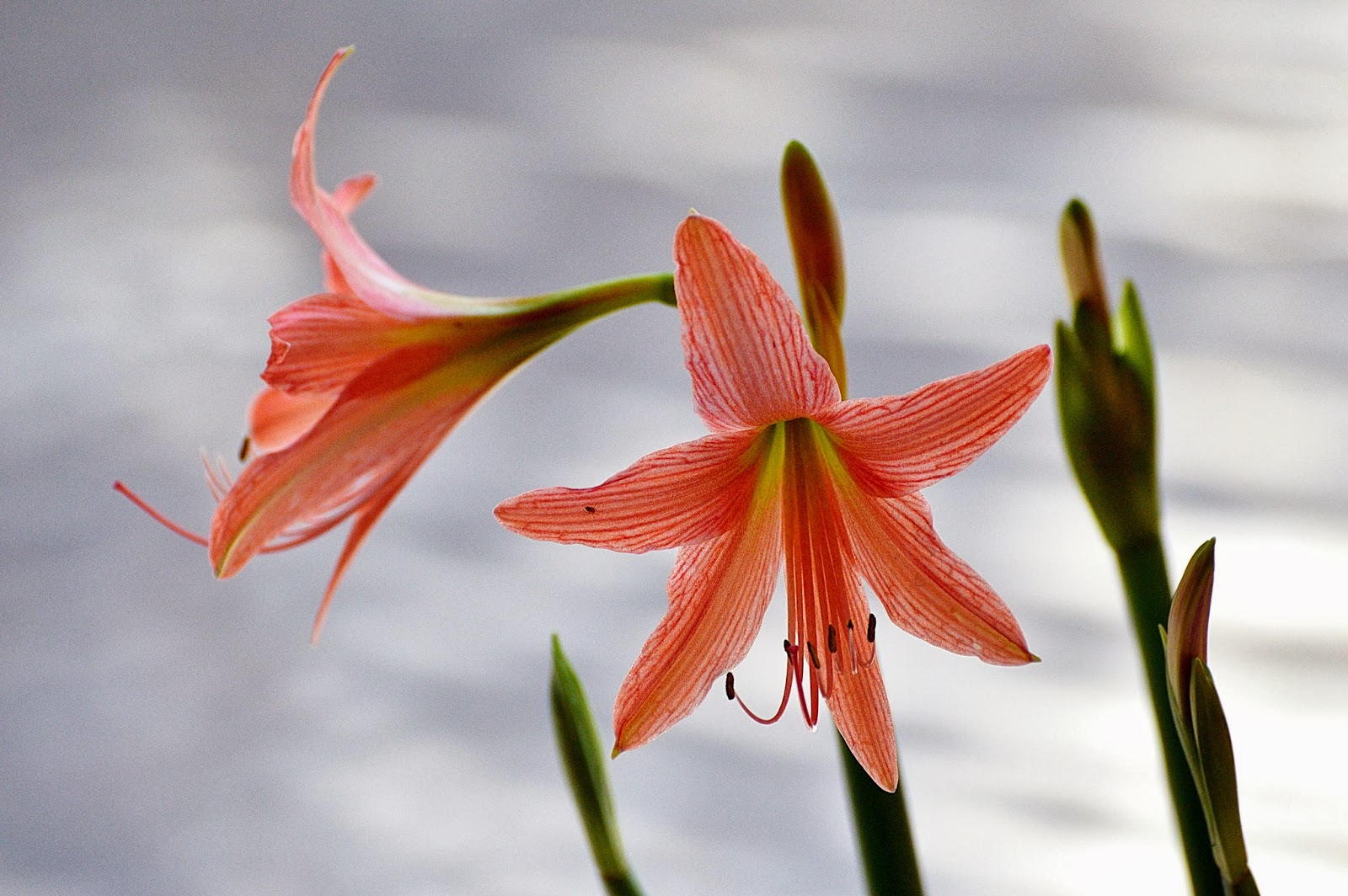14 fotos gratis de flores en el jardín - Free flowers photos ...