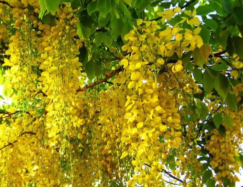 The Ceylon Times: 2013