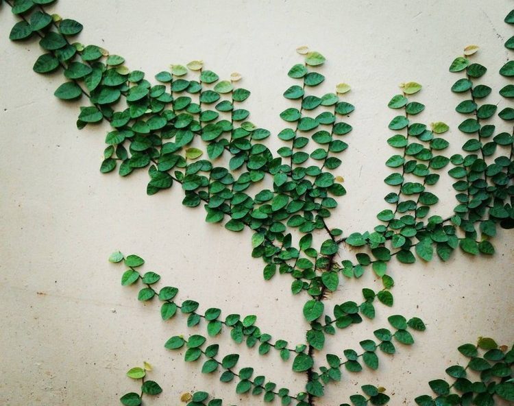 TANAMAN DOLLAR YANG COCOK DAN POPULER DITANAM DI RUMAH - Sindang Hilir