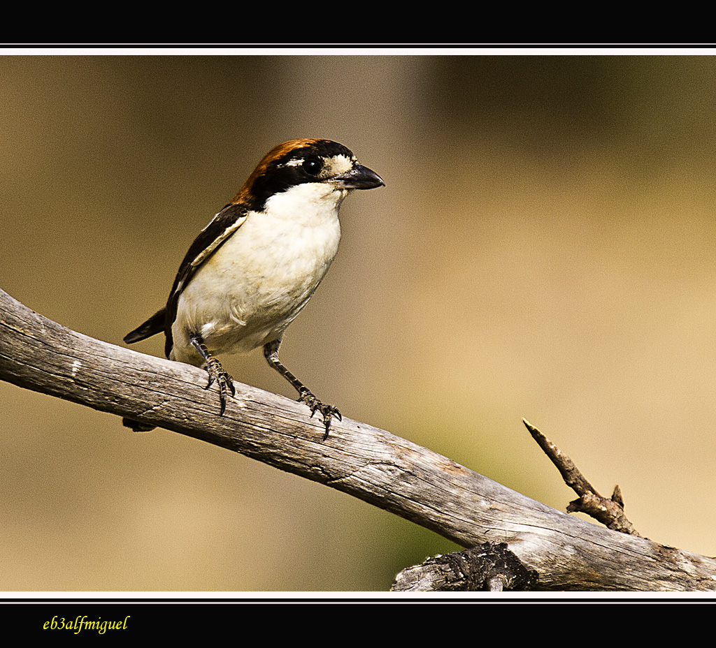 Miguel fotografia: Alcaudón Común (Lanius senator)