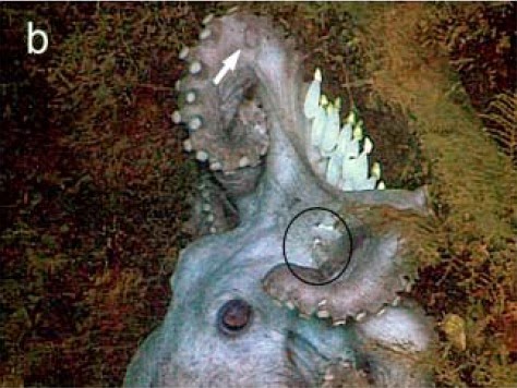 Sciency Thoughts: Brooding behaviour in a Deep-sea Octopus.