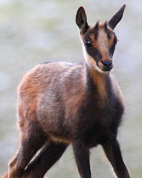 El mundo animal y la naturaleza: Rebeco