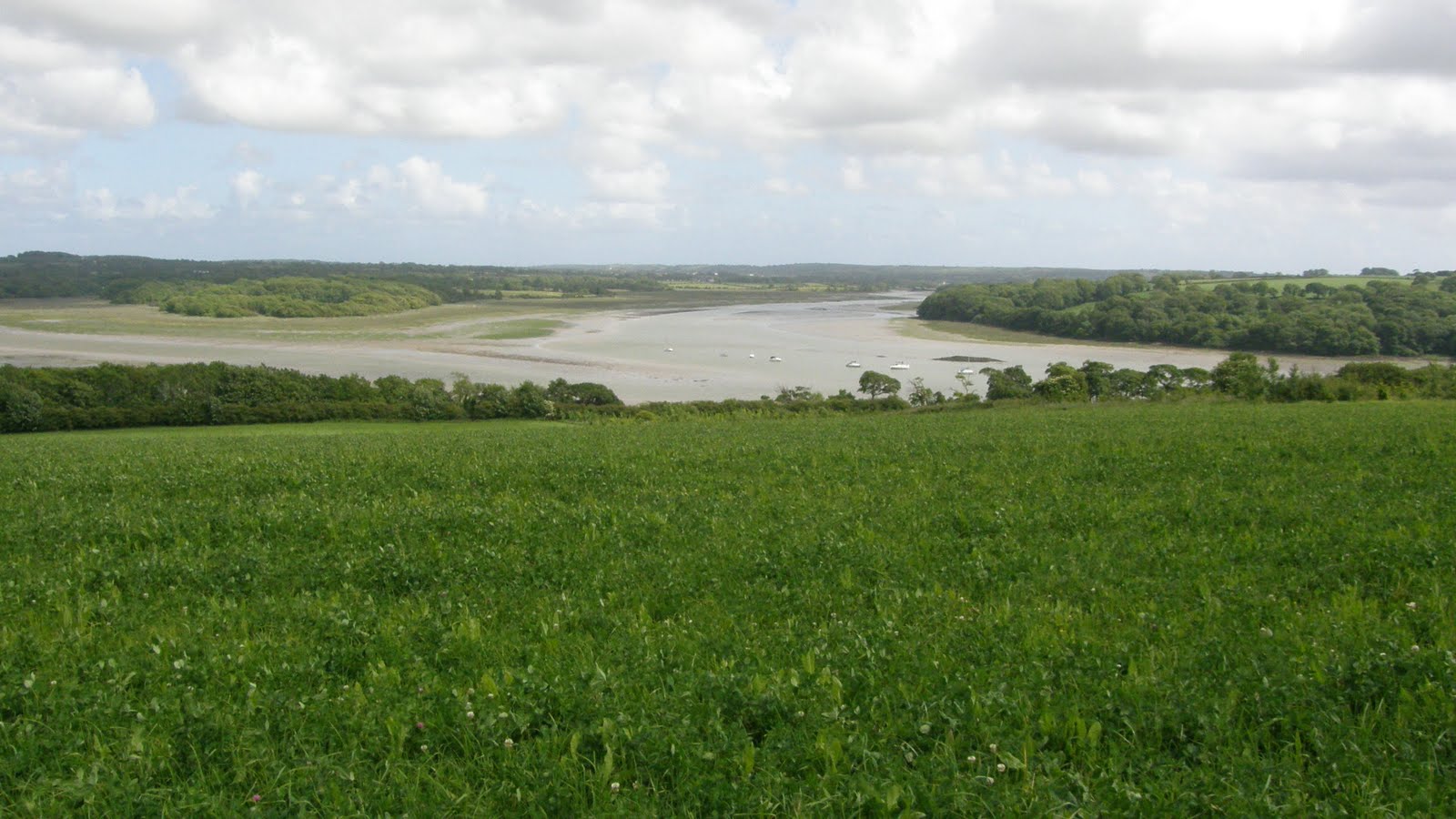 EUROPE 11: Wales 7-8 June Little Milford, Lawrenny and SKOMER