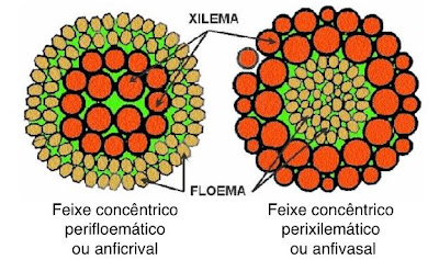 Biologia B2: Morfologia do floema