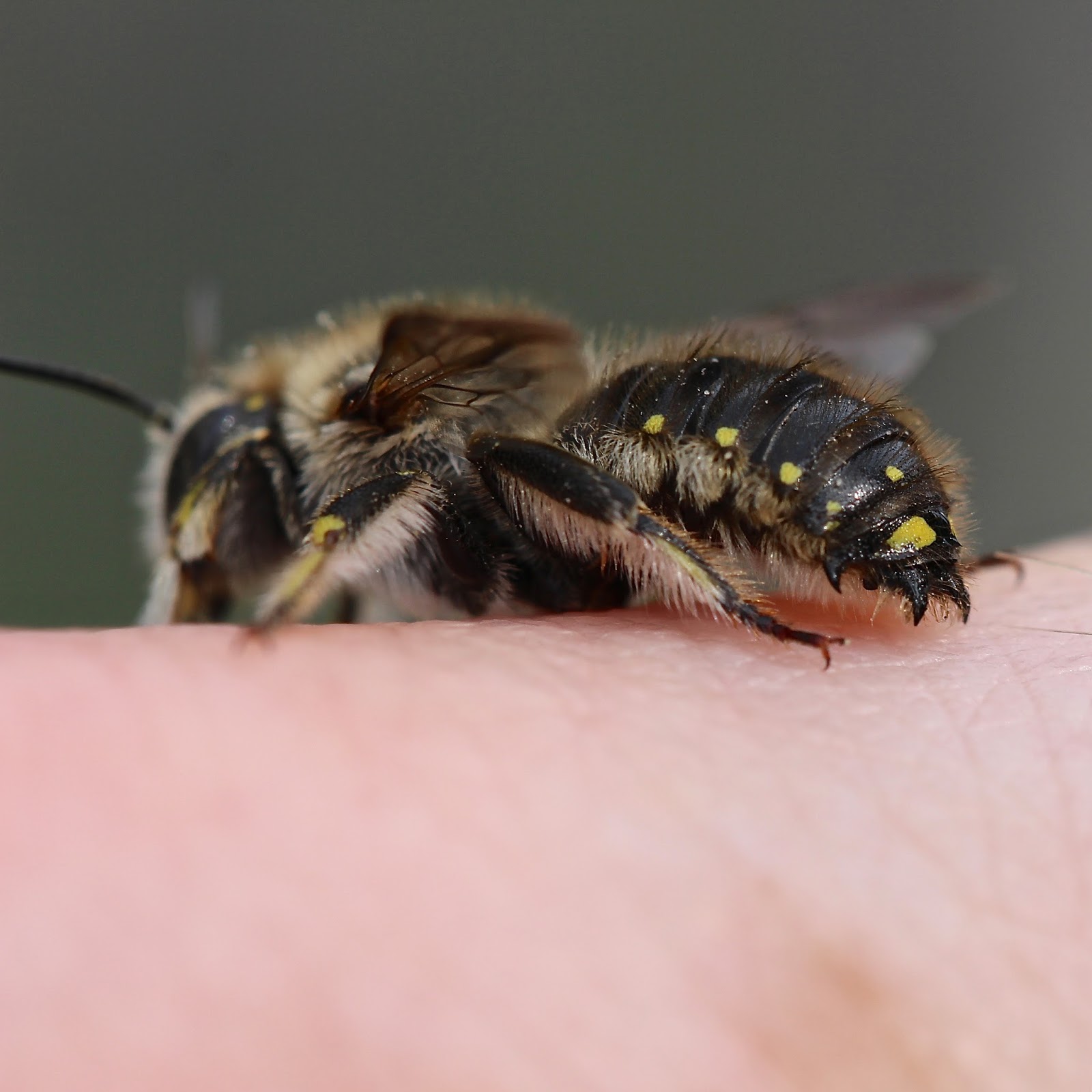 TrogTrogBlog: Bee of the week - Wool-carder bee