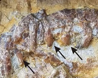 Paleontología y Evolución en la UCM: PTEROSAURIOS POR EL MUNDO