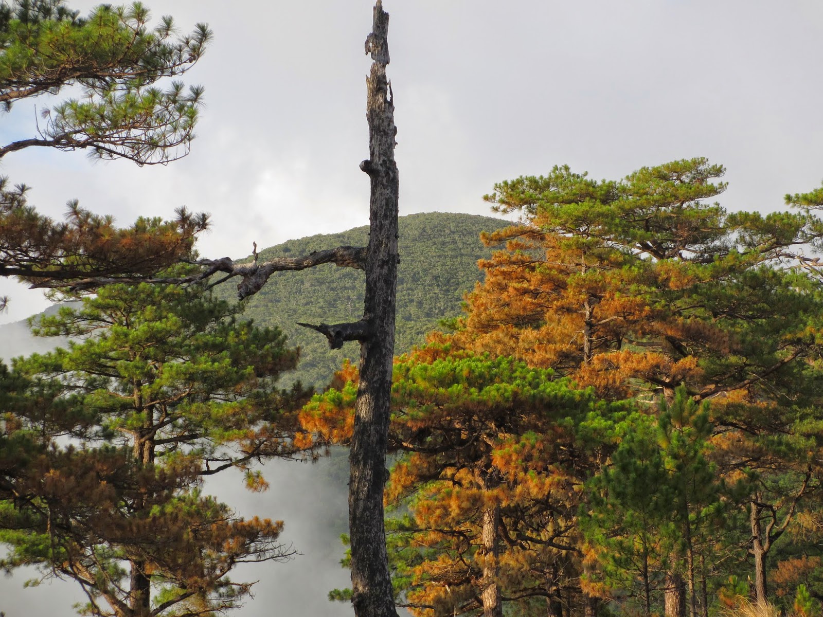 Return to North: Mt. Tapulao