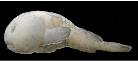 Animales curiosos por el mundo: Pez Gota (Psychrolutes Marcidus)